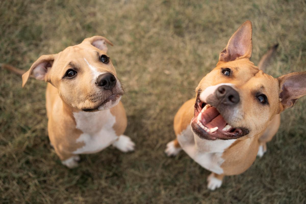 Stark County Humane Society Phone Number - Contact Us » Stark Humane ...